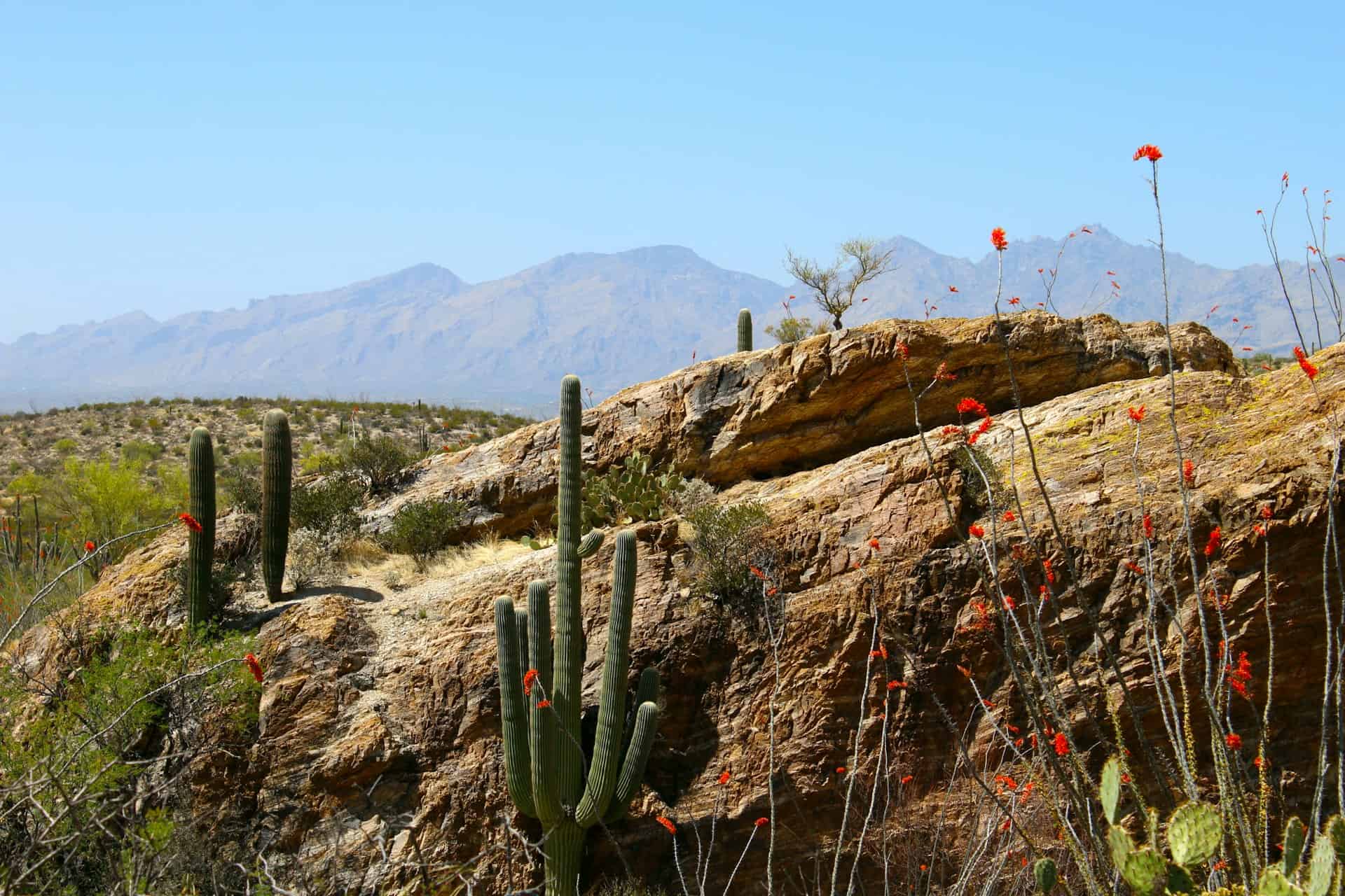 Top 5 State & National Parks In Arizona With RV Camping